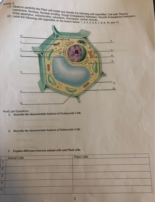 34 Animal And Plant Cells Worksheet Key Support Worksheet