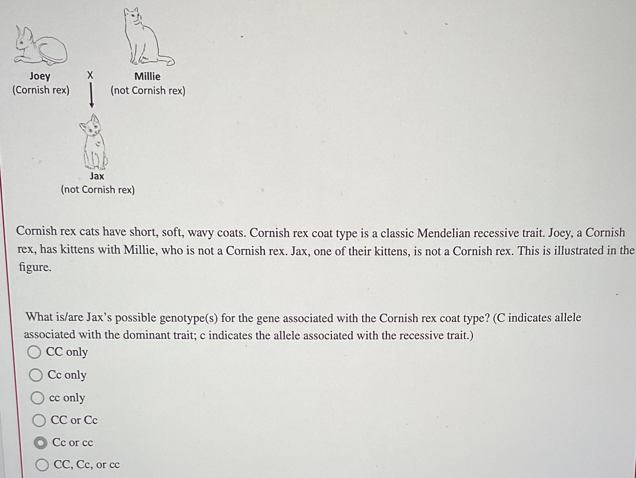 Solved Cornish rex cats have short, soft, wavy coats. | Chegg.com