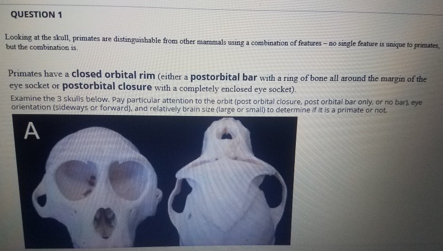 Solved QUESTION 1 Looking at the skull, primates are | Chegg.com