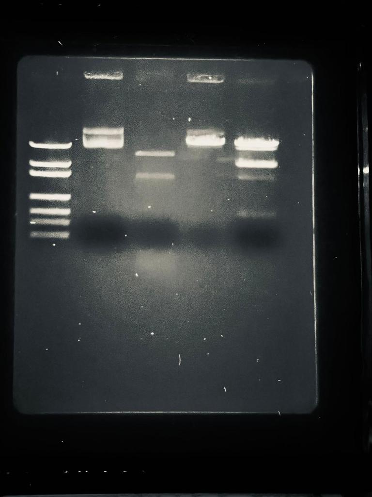 Solved 1. Create the log kbp vs distance (mm) plot. 2. | Chegg.com