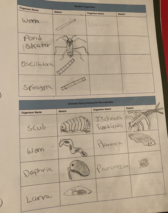 Solved Additional Exercise 1. Compete the Trophic Levels | Chegg.com