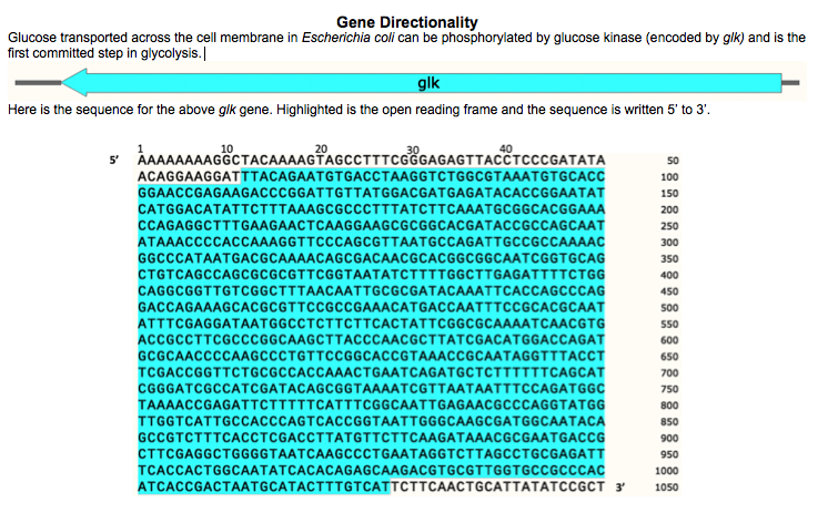 Solved Gene Directionality Glucose transported across the | Chegg.com