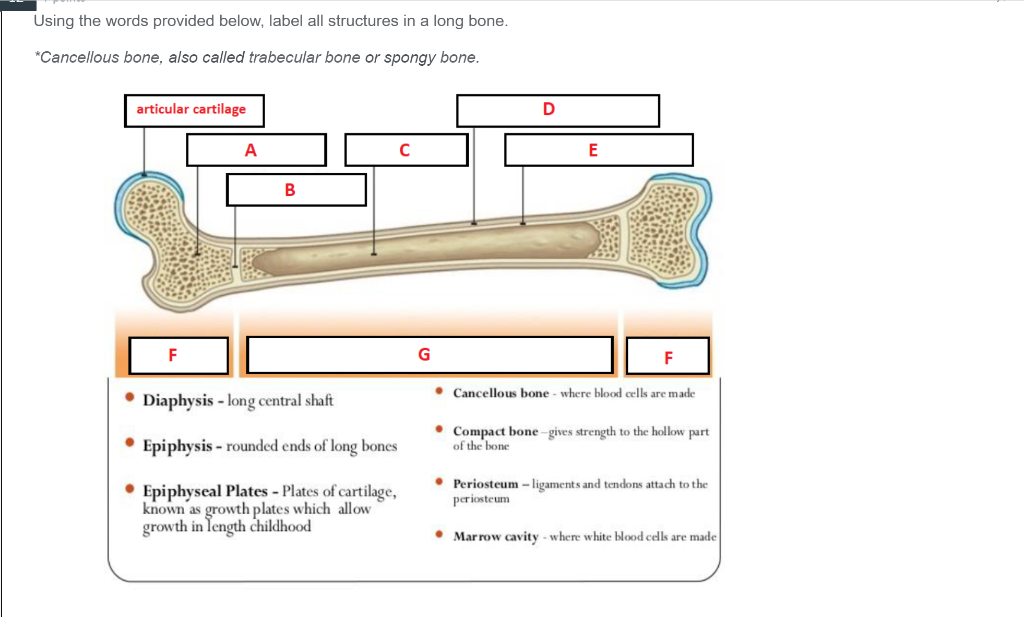 Solved Using The Words Provided Below Label All Structures Chegg
