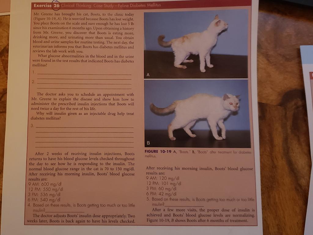 Solved Exercise 26 Clinical Thinking: Case Study - Feline | Chegg.com