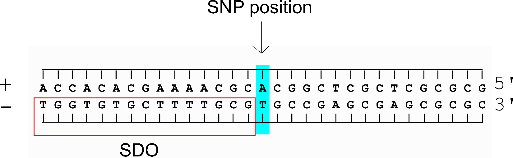 An SNP position is highlighted in blue in the diagram | Chegg.com