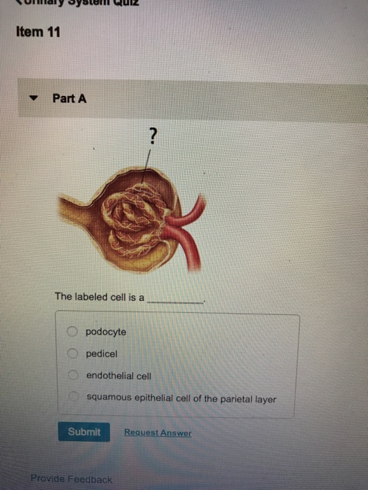 Solved Item 11 Part A The labeled cell is a podocyte pedicel | Chegg.com