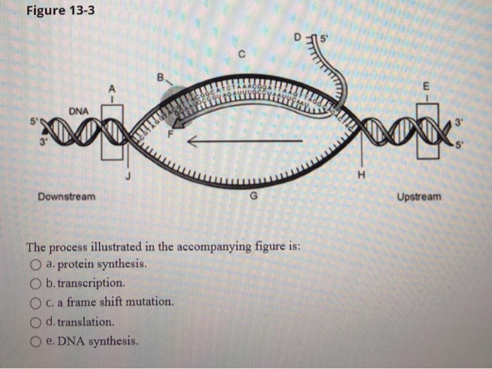 Solved Figure 13-3 14 DNA 5' 3' Downstream Upstream The | Chegg.com