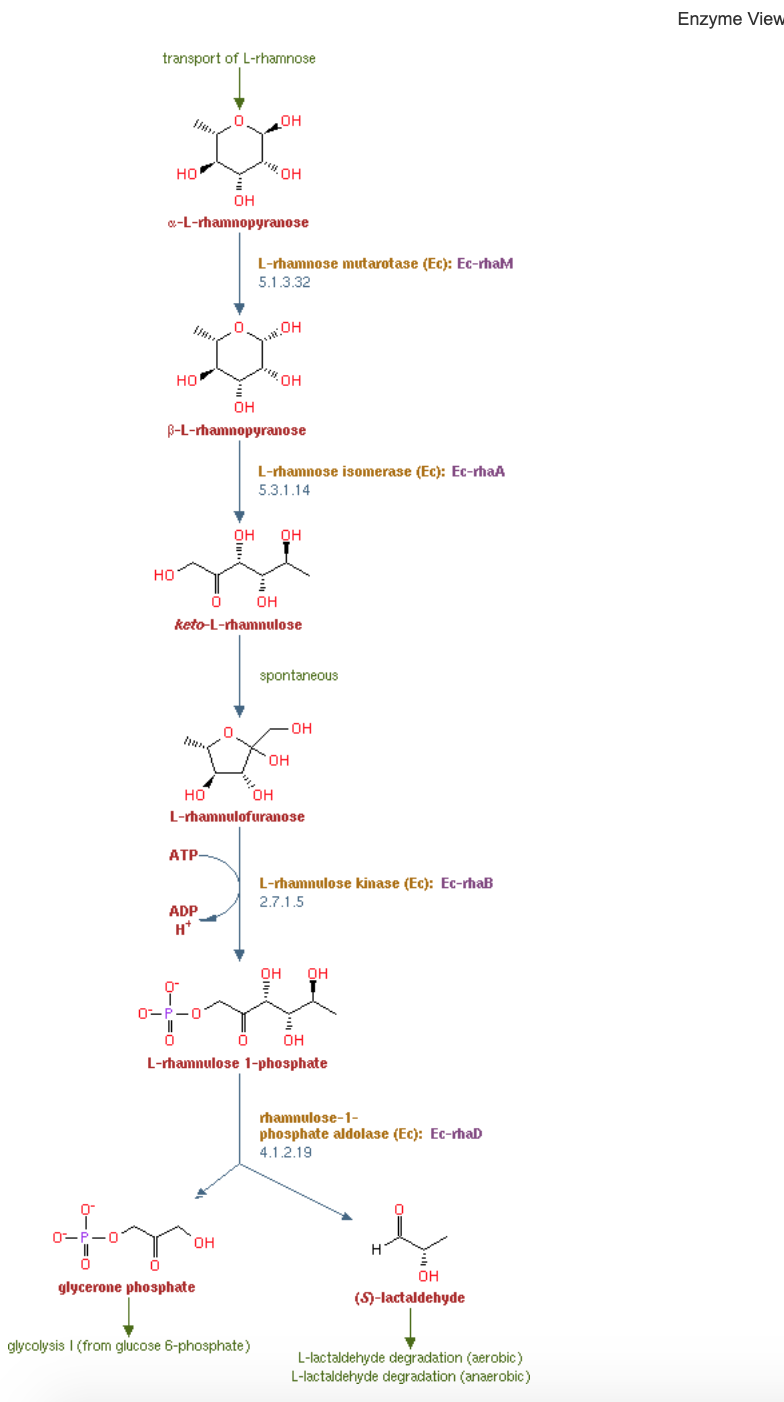 Solved Biochemistry question Topic 4: L-rhamnose Degradation | Chegg.com