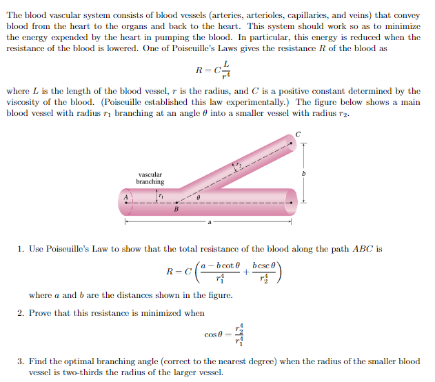 Solved The blood vascular system consists of blood vessels | Chegg.com