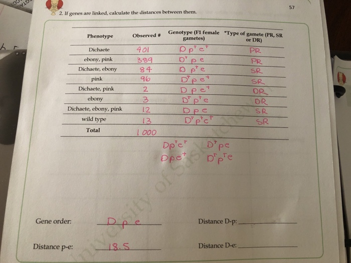 Solved 57 2. If genes are linked, calculate the distances | Chegg.com