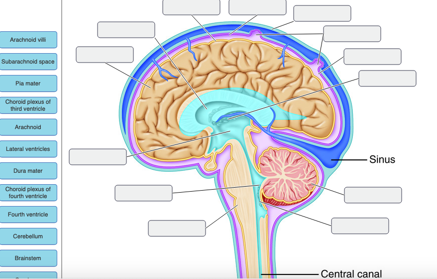 Solved Arachnoid villi DO Subarachnoid space Pia mater | Chegg.com