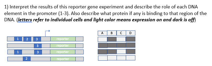 Solved 1) Interpret the results of this reporter gene | Chegg.com