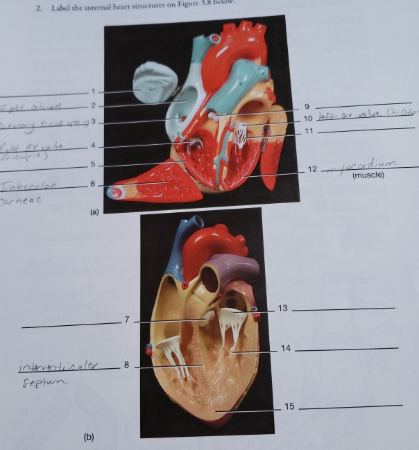 Solved 2. Label the internal heart structures on Figure 3.8 | Chegg.com