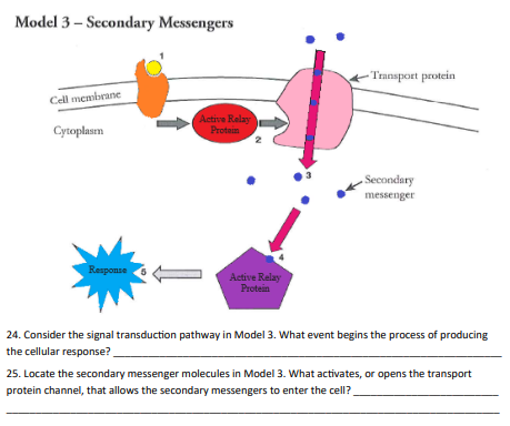 Solved M 24. Consider the signal transduction pathway in | Chegg.com
