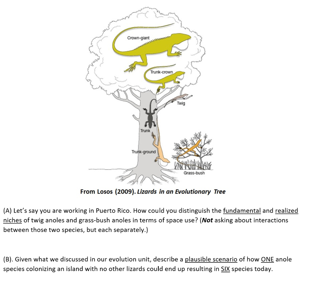 Crown-giant Trunk-crown Twig Trunk Trunk-ground | Chegg.com