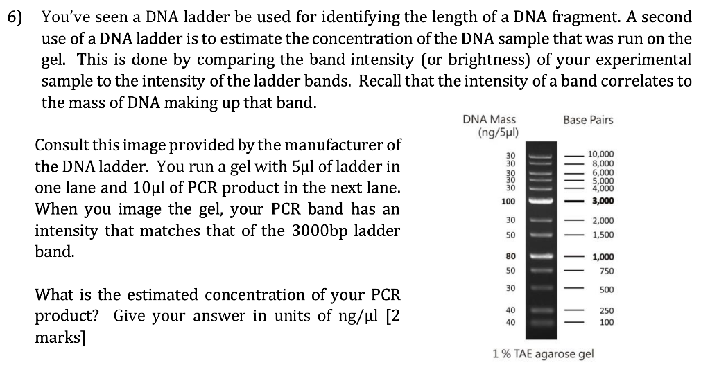 Solved Base Pairs 6) You've seen a DNA ladder be used for | Chegg.com