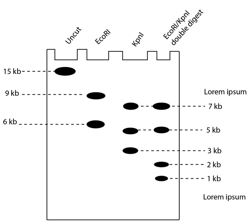 Solved You have performed restriction digests of a 15 | Chegg.com