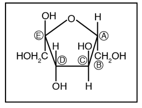 Solved (Multiple Choice) 1a) Which structure is a | Chegg.com