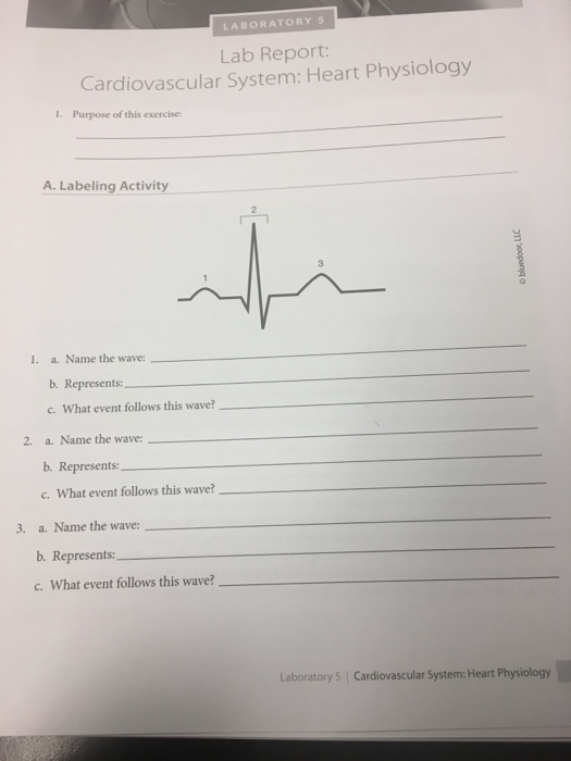 Solved LABORATORY S Lab Report: Cardiovascular System: Heart | Chegg.com