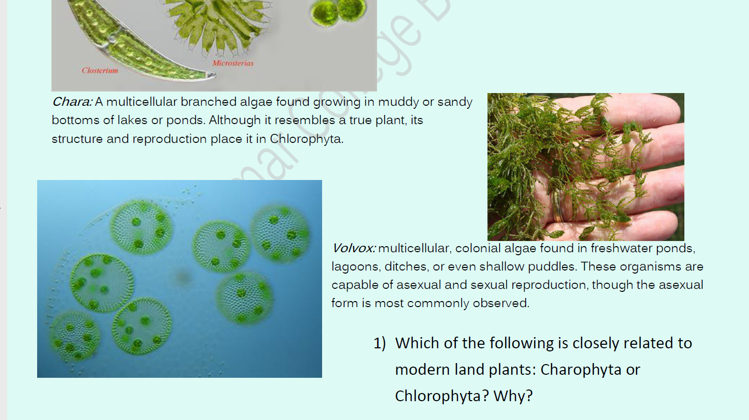 Solved Melosis Rose 47 2. Phylum Heterokontophyta | Chegg.com