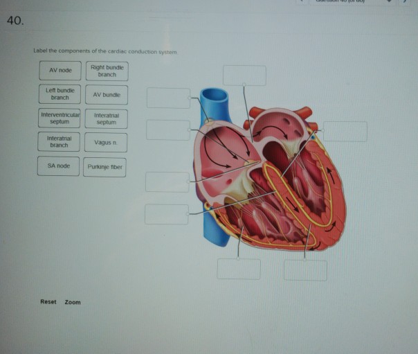 Solved 40. Label the components of the cardiac conduction | Chegg.com
