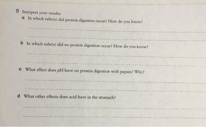 Solved Procedure 2 Test Protein Digestion Next you will | Chegg.com