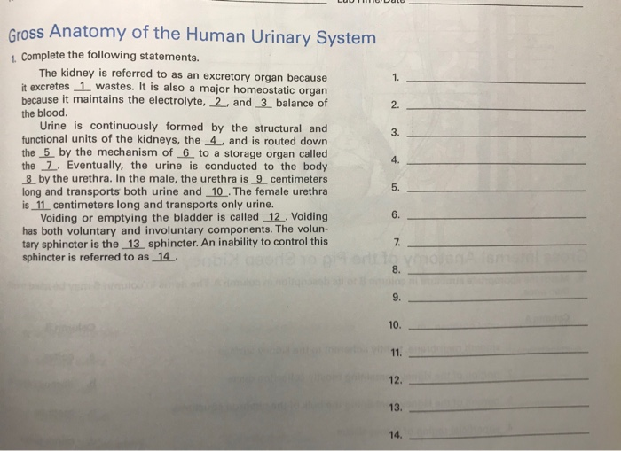 Solved Gross Anatomy of the Human Urinary Syste 1, Complete | Chegg.com