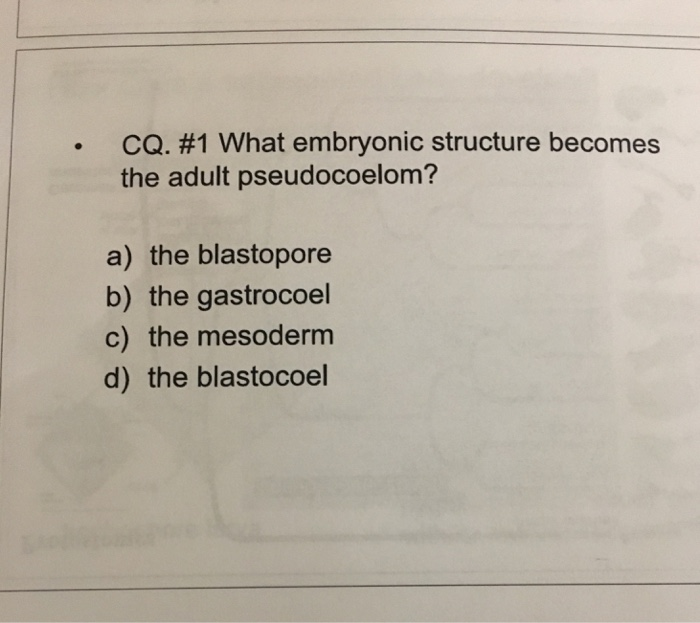 Solved CQ. #1 What embryonic structure becomes the adult | Chegg.com