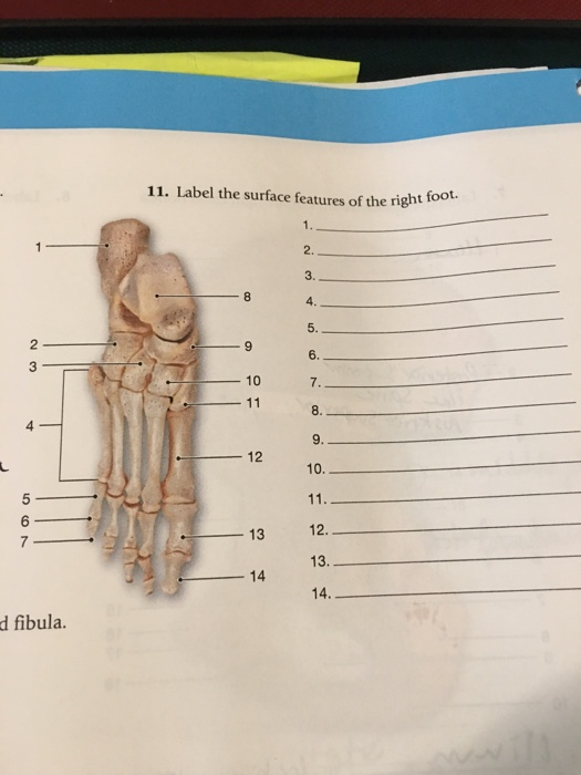 Solved 11. Label the surface features of the right foot. 2. | Chegg.com