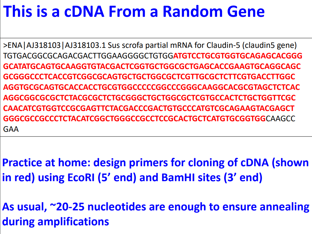 Design primers for cloning of cDNA (in red) using | Chegg.com