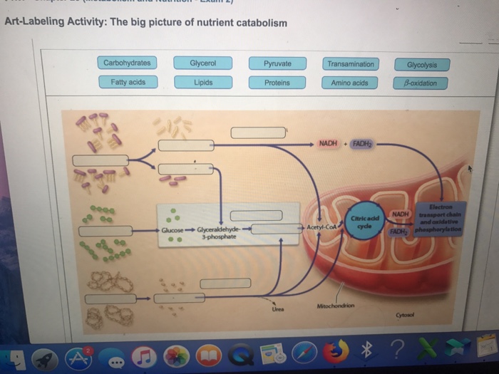 Solved Art-Labeling Activity: The big picture of nutrient | Chegg.com