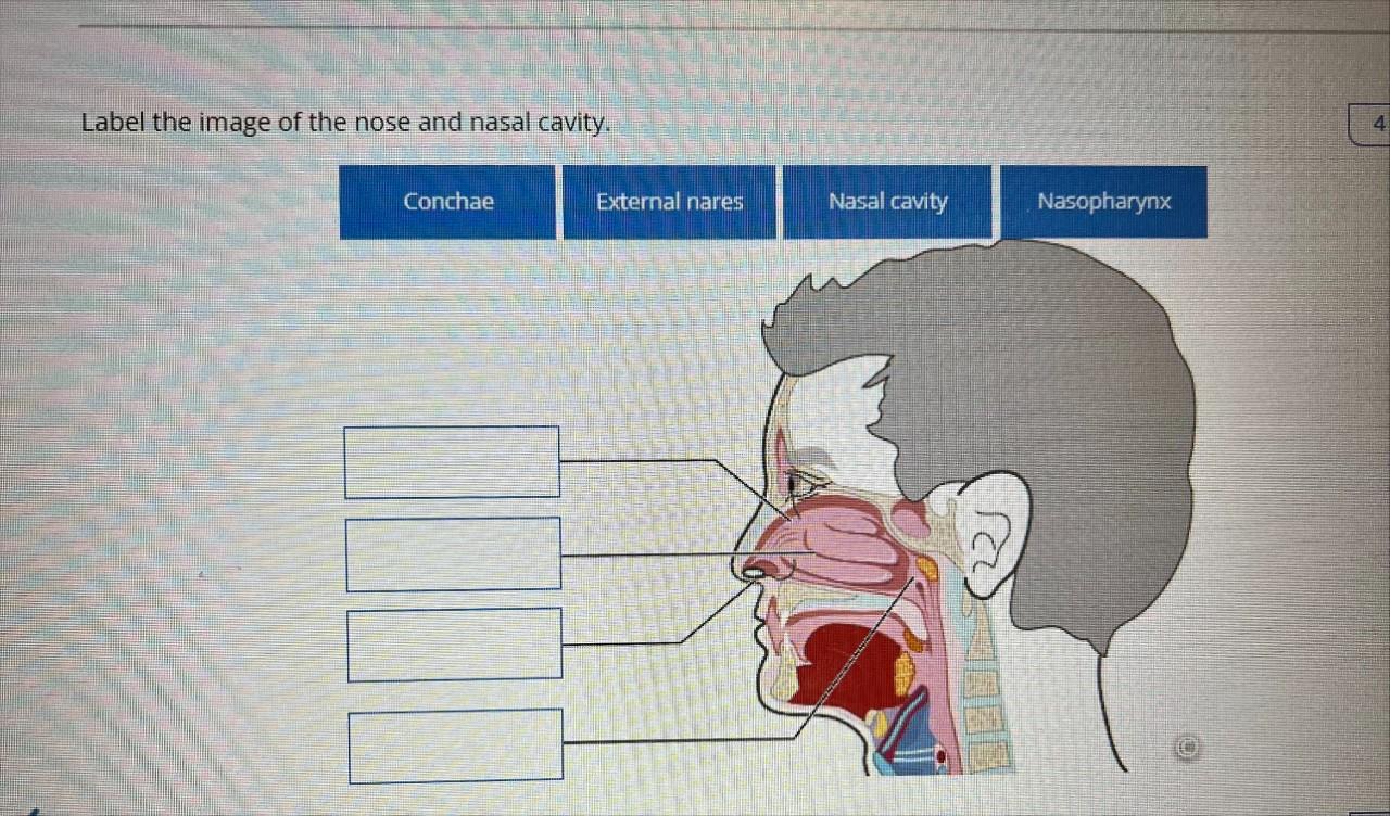 Solved Label the image of the nose and nasal cavity. | Chegg.com