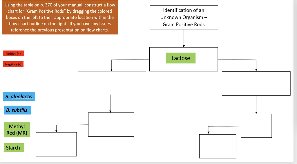 Gram Positive Rods Flowchart