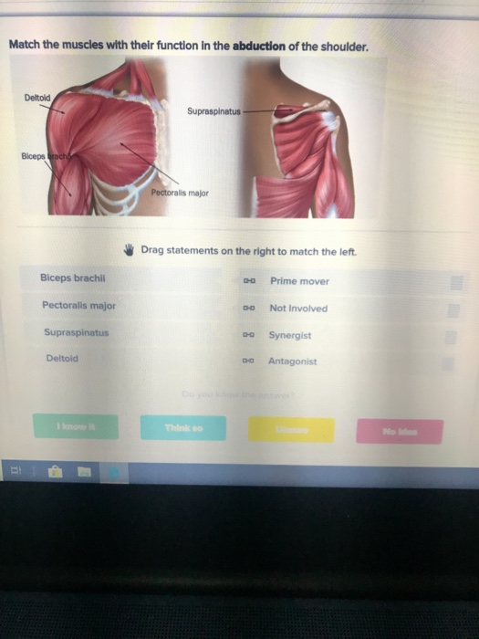 Solved Match the muscles with their function in the | Chegg.com