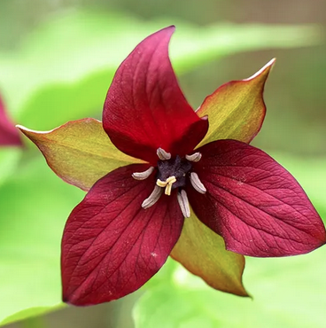 1: Fill in the numbers of the floral formula for the | Chegg.com