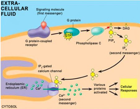 Calcium And Ip3 In Signaling Pathways