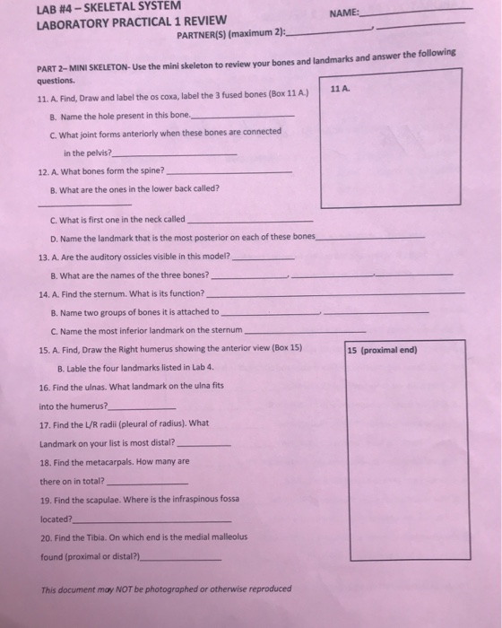 Solved LAB #4-SKELETAL SYSTEM LABORATORY PRACTICAL 1 REVIEW | Chegg.com
