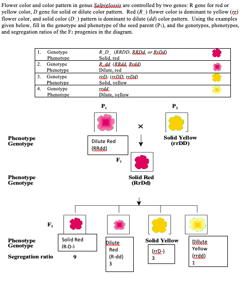 Solved Flower color and color pattern in genus Salni lossis | Chegg.com