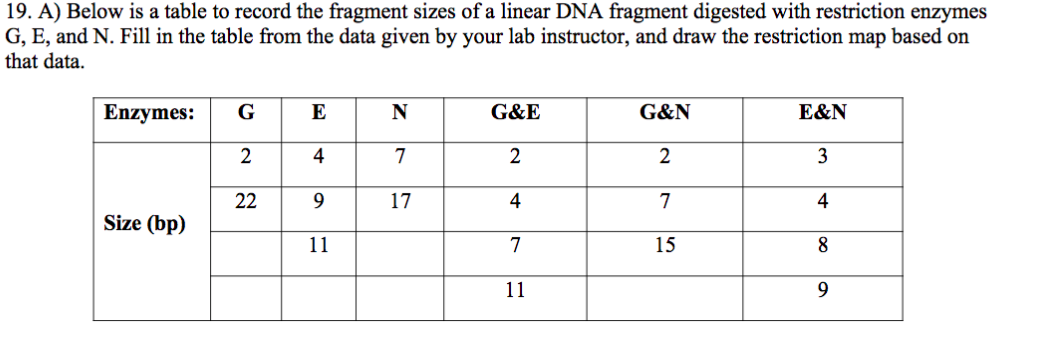 19. A) Below is a table to record the fragment sizes | Chegg.com