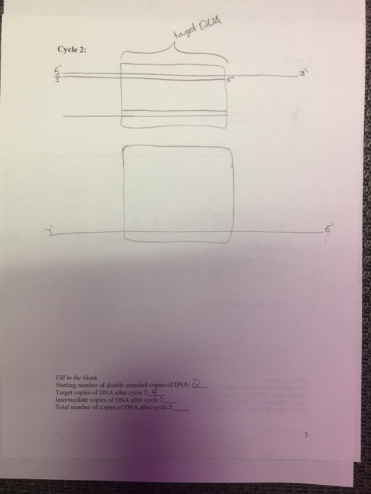 Solved Polymerase Chain Reaction by the Dolan DNA Learning | Chegg.com
