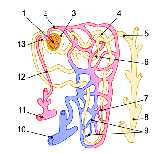Solved 7. ﻿Identify the structures of the nephron in the | Chegg.com