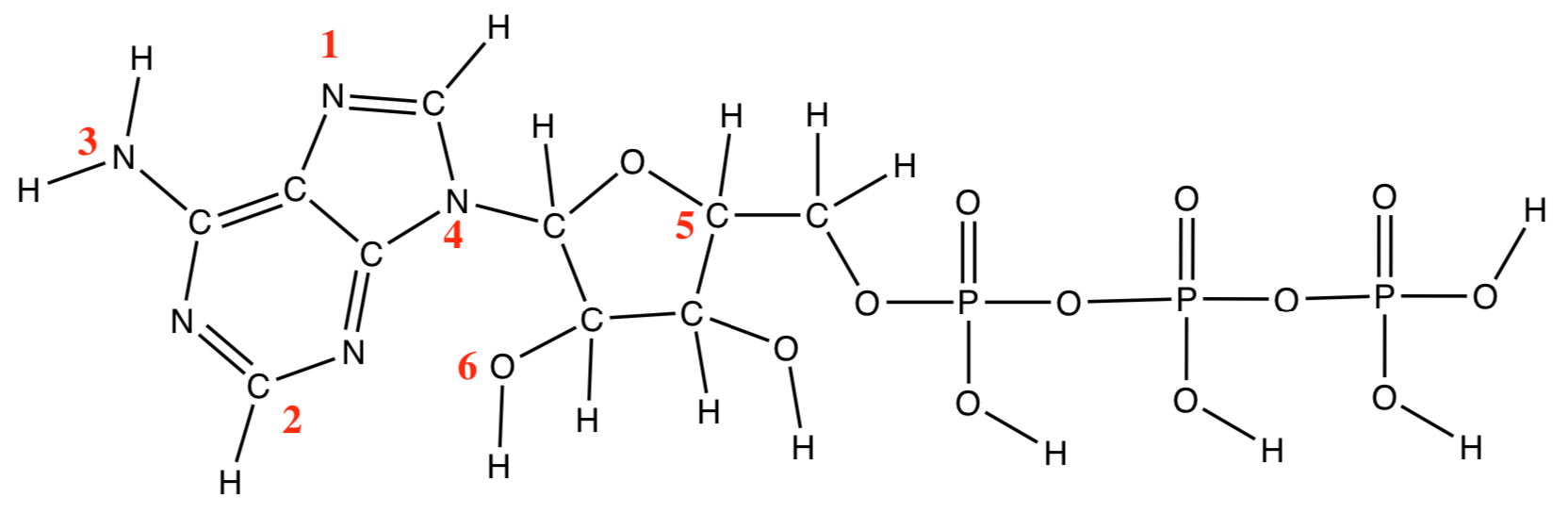 Lewis Structure Of Glucose With Lone Pairs