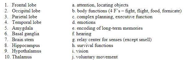 Solved Match the following areas of the brain to their | Chegg.com