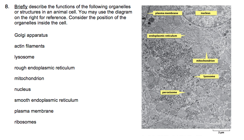 Solved 8 Briefly describe the functions of the following | Chegg.com