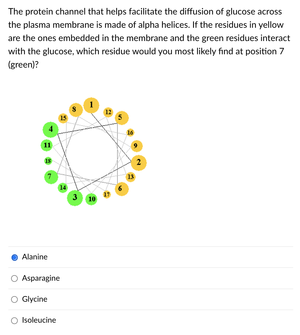 Solved The protein channel that helps facilitate the | Chegg.com