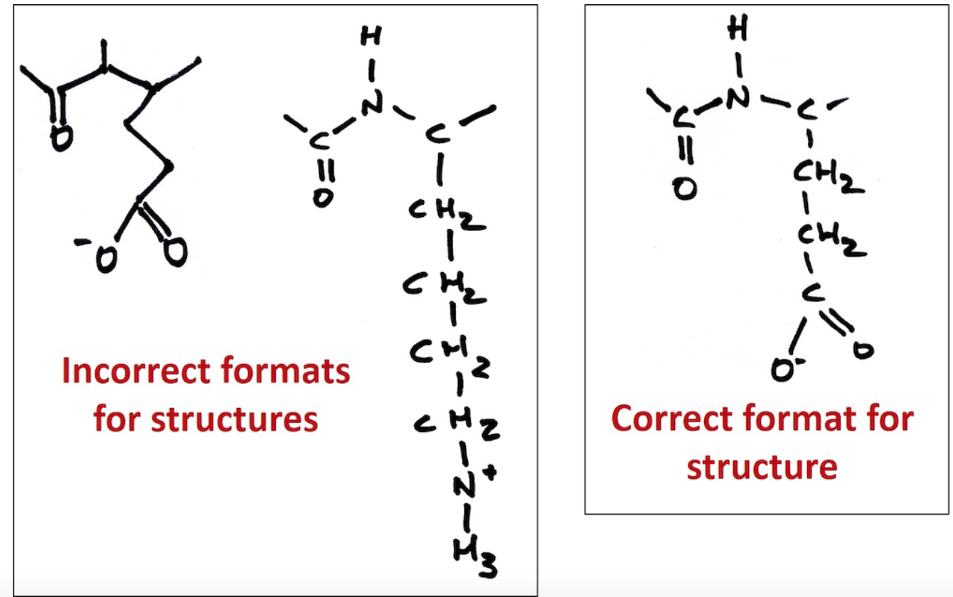 Solved Hand draw the structure of your peptide as it would | Chegg.com