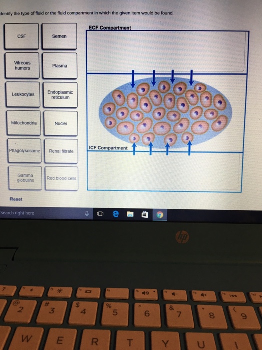 Solved Identify the type of fluid or the fluid compartment | Chegg.com