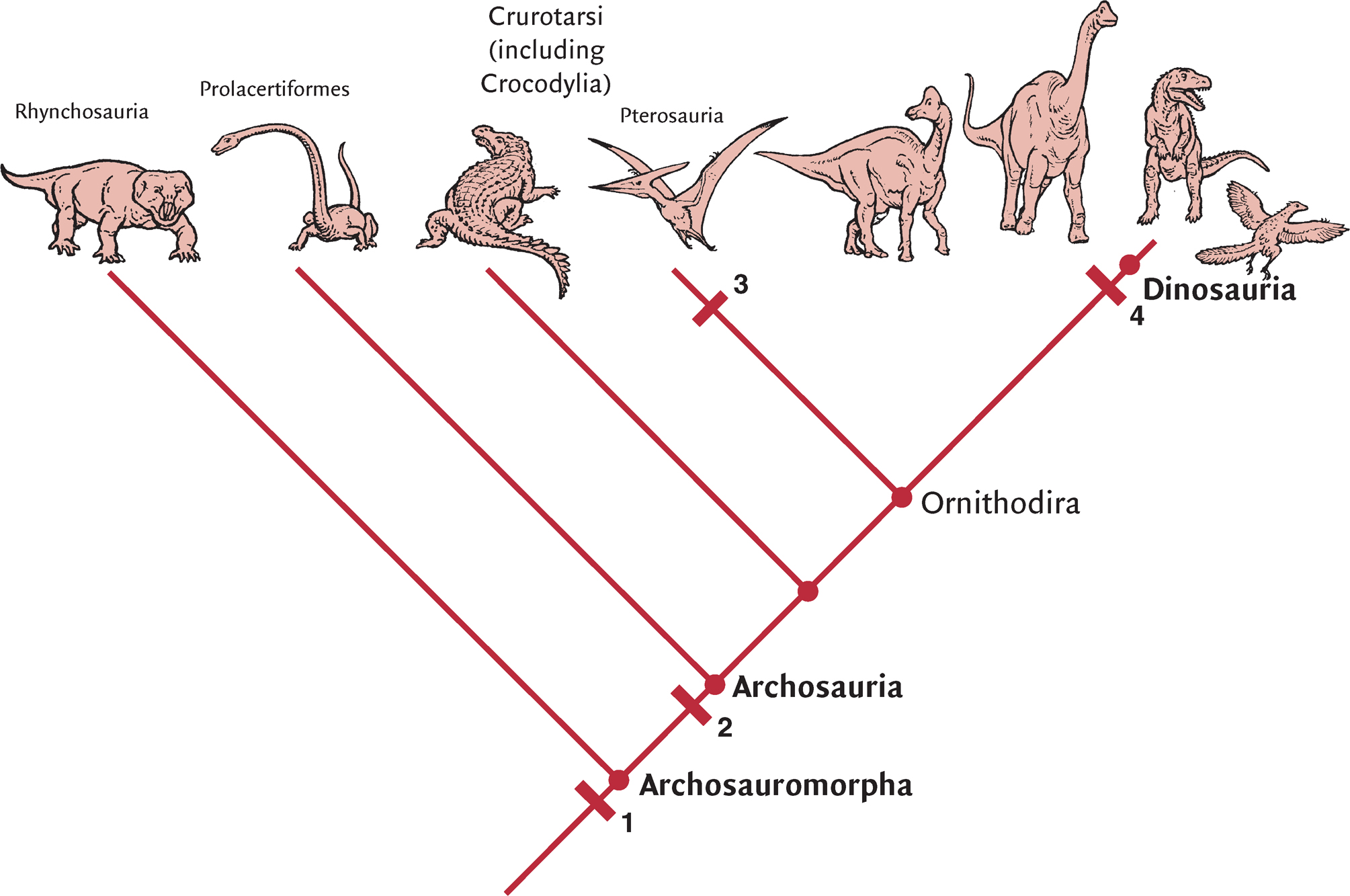 Solved This cladogram hypothesizes that pterosaurs are | Chegg.com