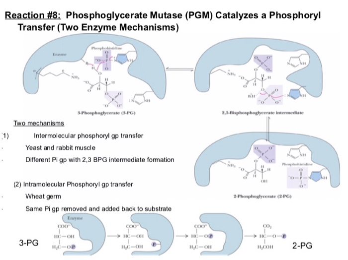 Solved Draw one of the Phosphoglycerate Mutase mechanism and | Chegg.com