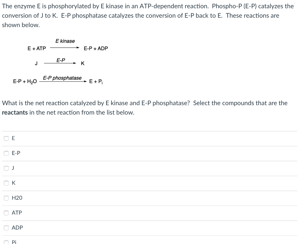 Solved The enzyme E is phosphorylated by E kinase in an | Chegg.com
